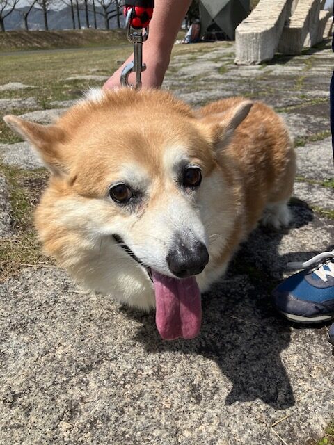 同胎犬コーギーレオ君との出会い | こたパパとコーギー小太郎の全国100年老舗節約グルメ旅